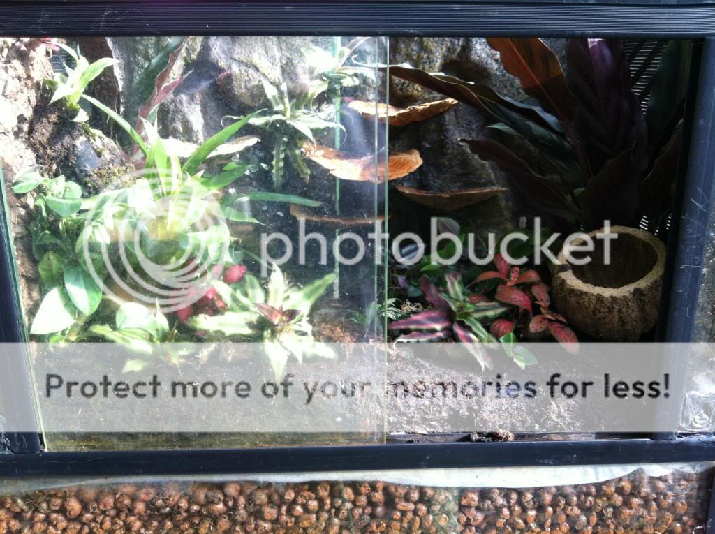 new built viv pics | Reptile Forums