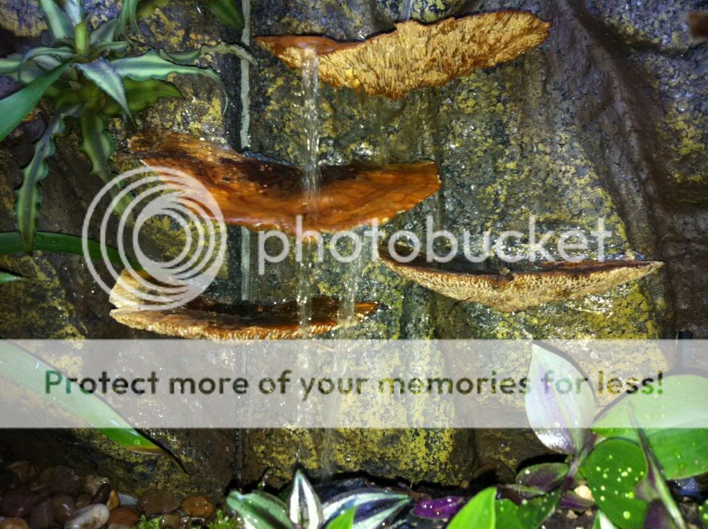 new built viv pics | Reptile Forums