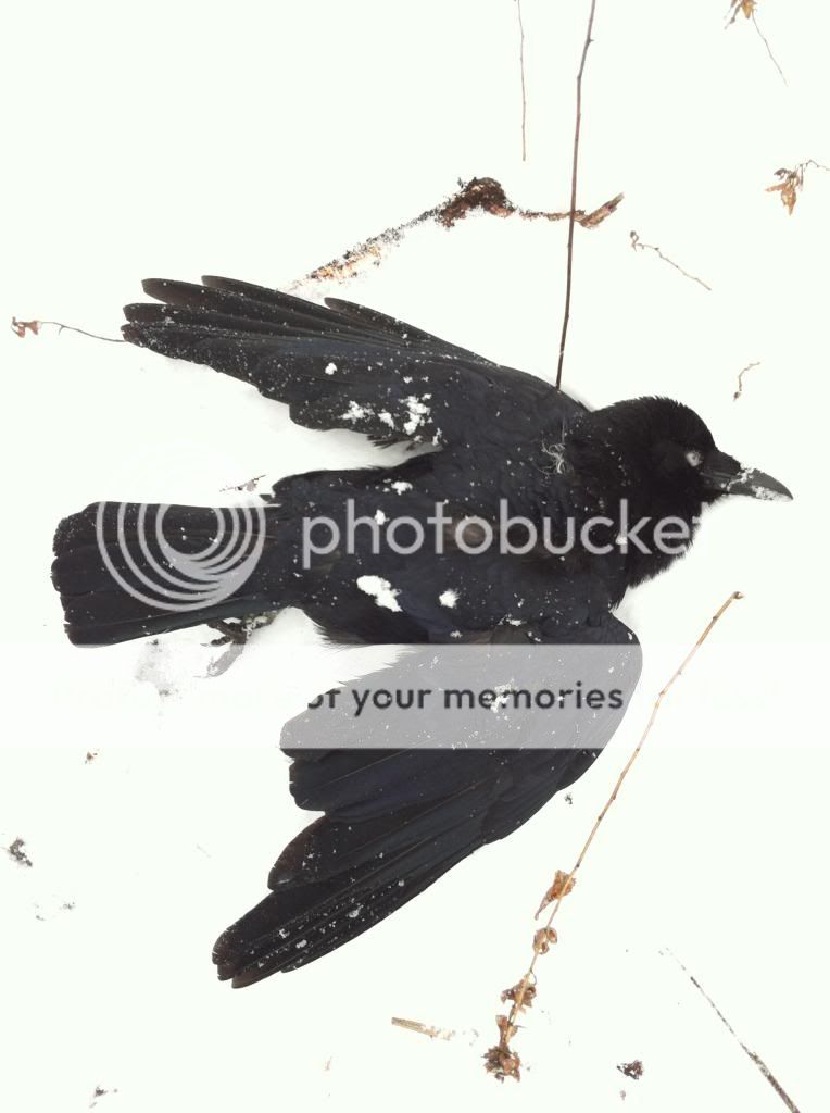 First Crow Ever! - Airguns & Guns Forum