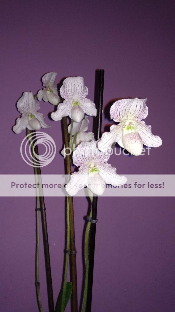 Paph. Angela | Slippertalk Orchid Forum