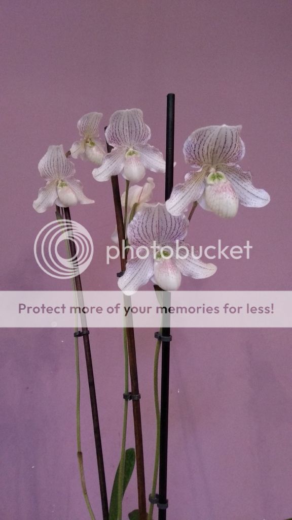 Paph. Angela | Slippertalk Orchid Forum