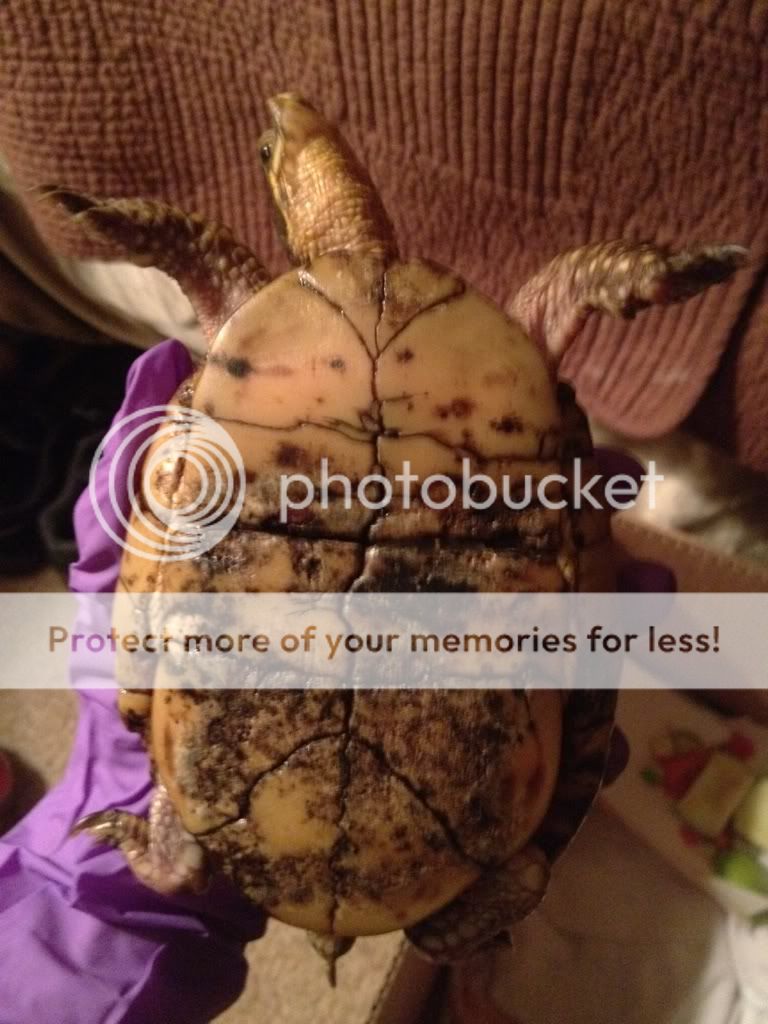 Shell rot? florida box turtle - EMERGENCY CARE - Turtle Forum